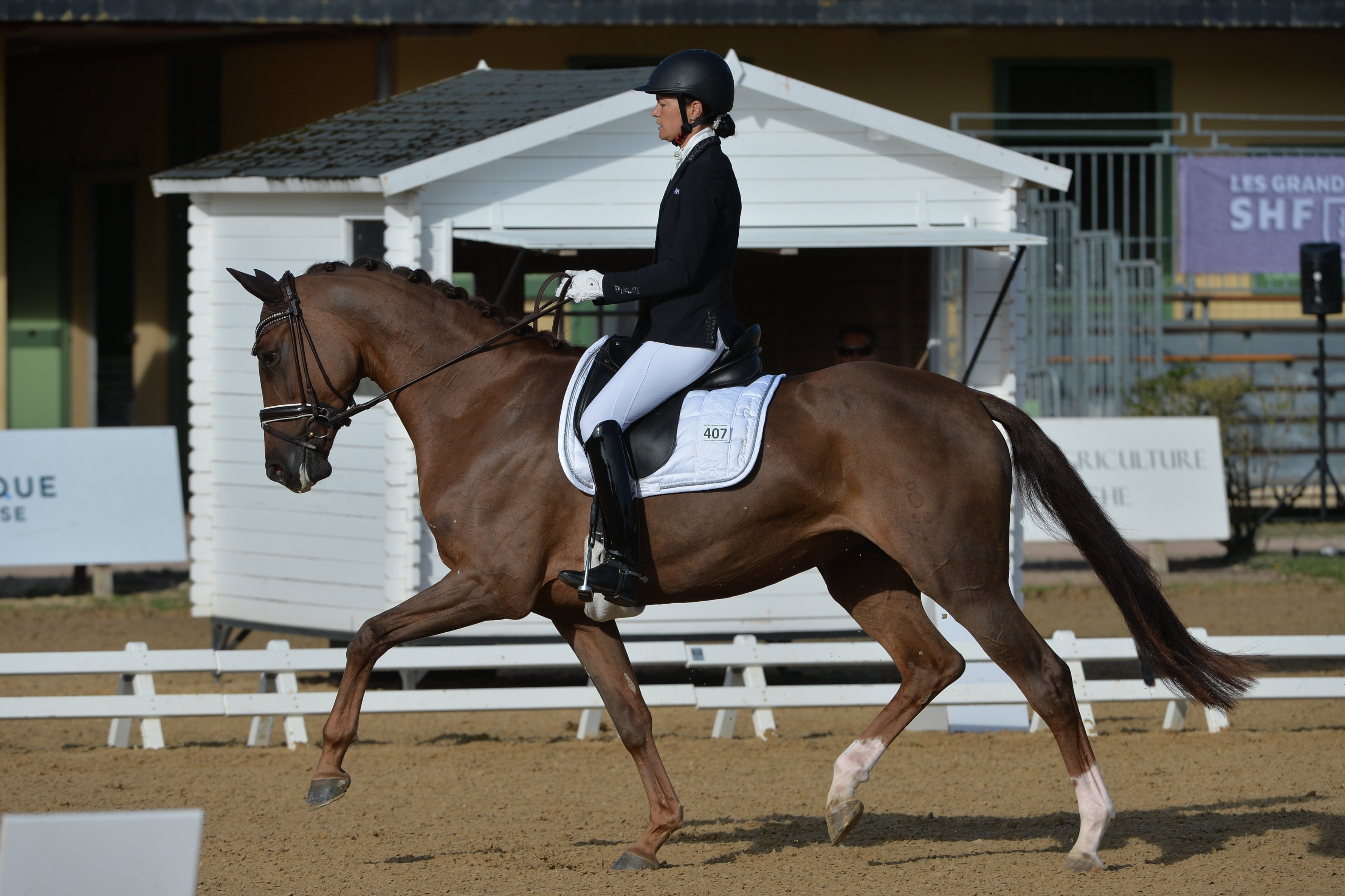 Chevaux de compétition