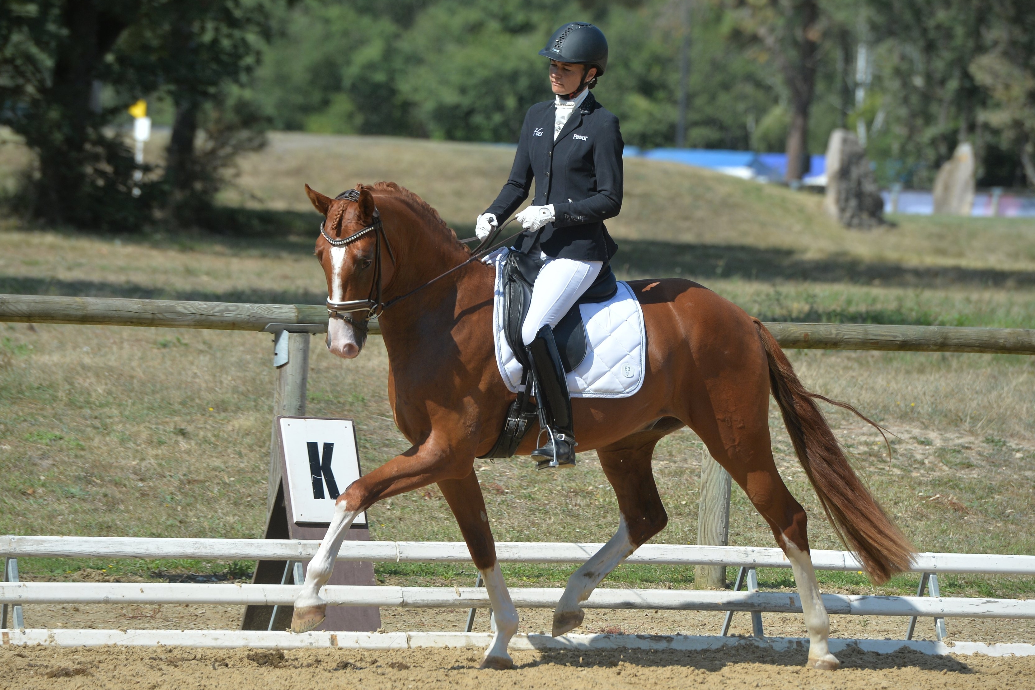 Chevaux de compétition