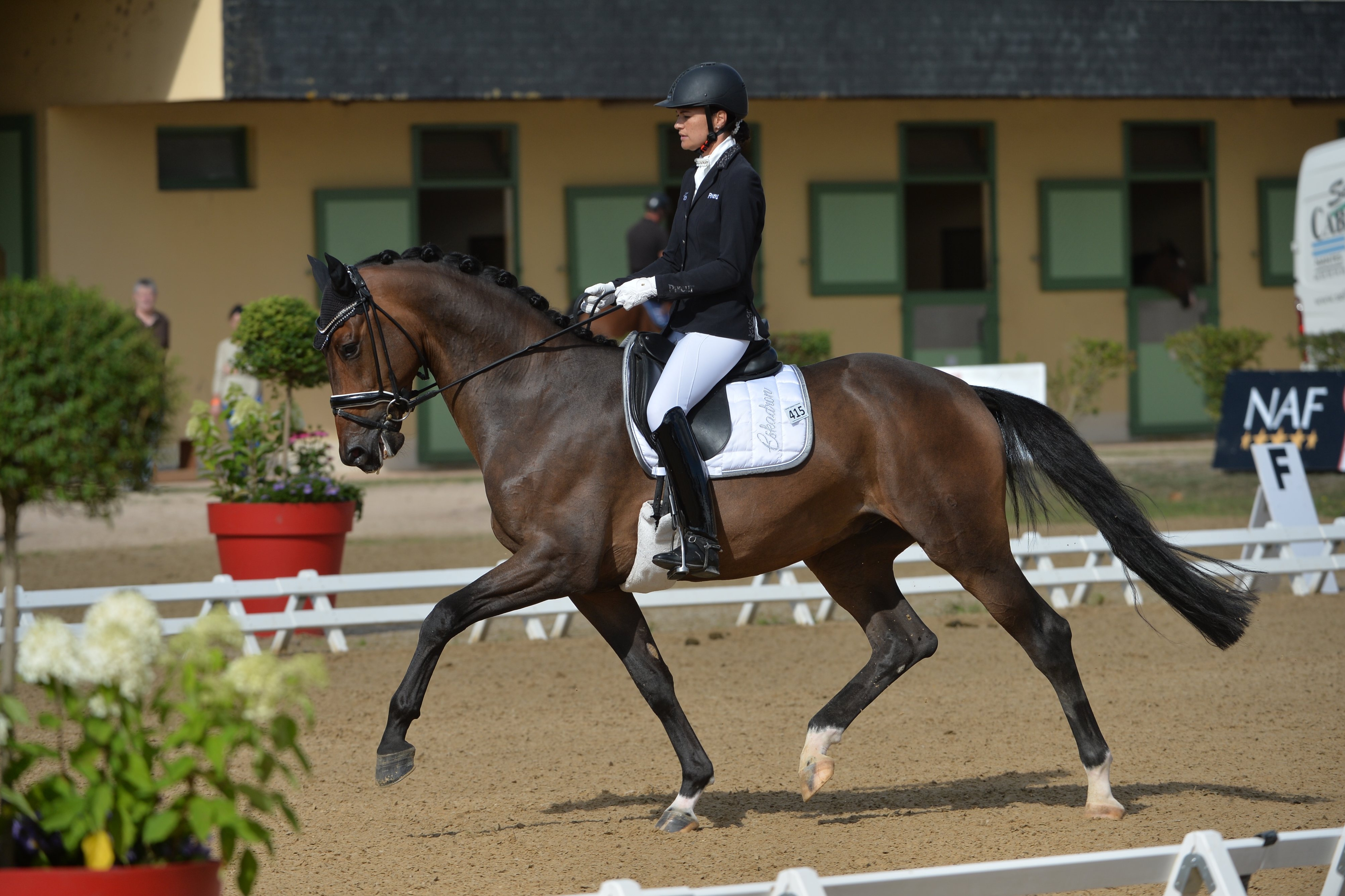 Chevaux de compétition